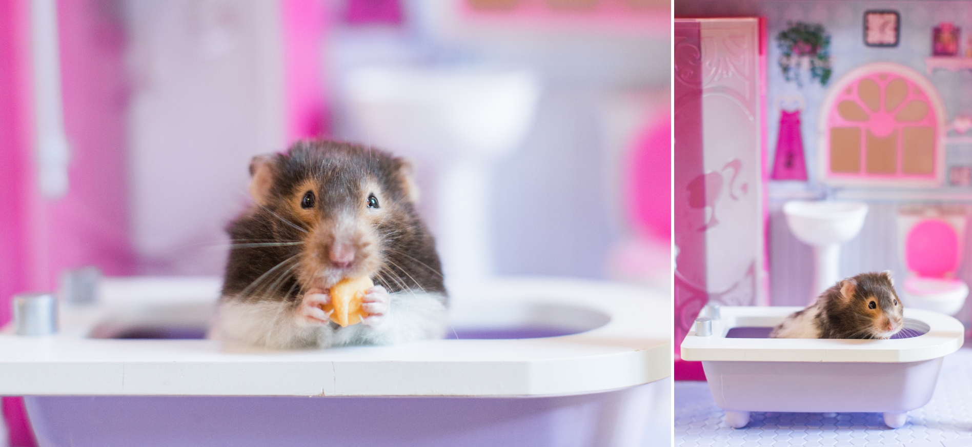 Oreo The Hamster » Stacey Elaine Photography