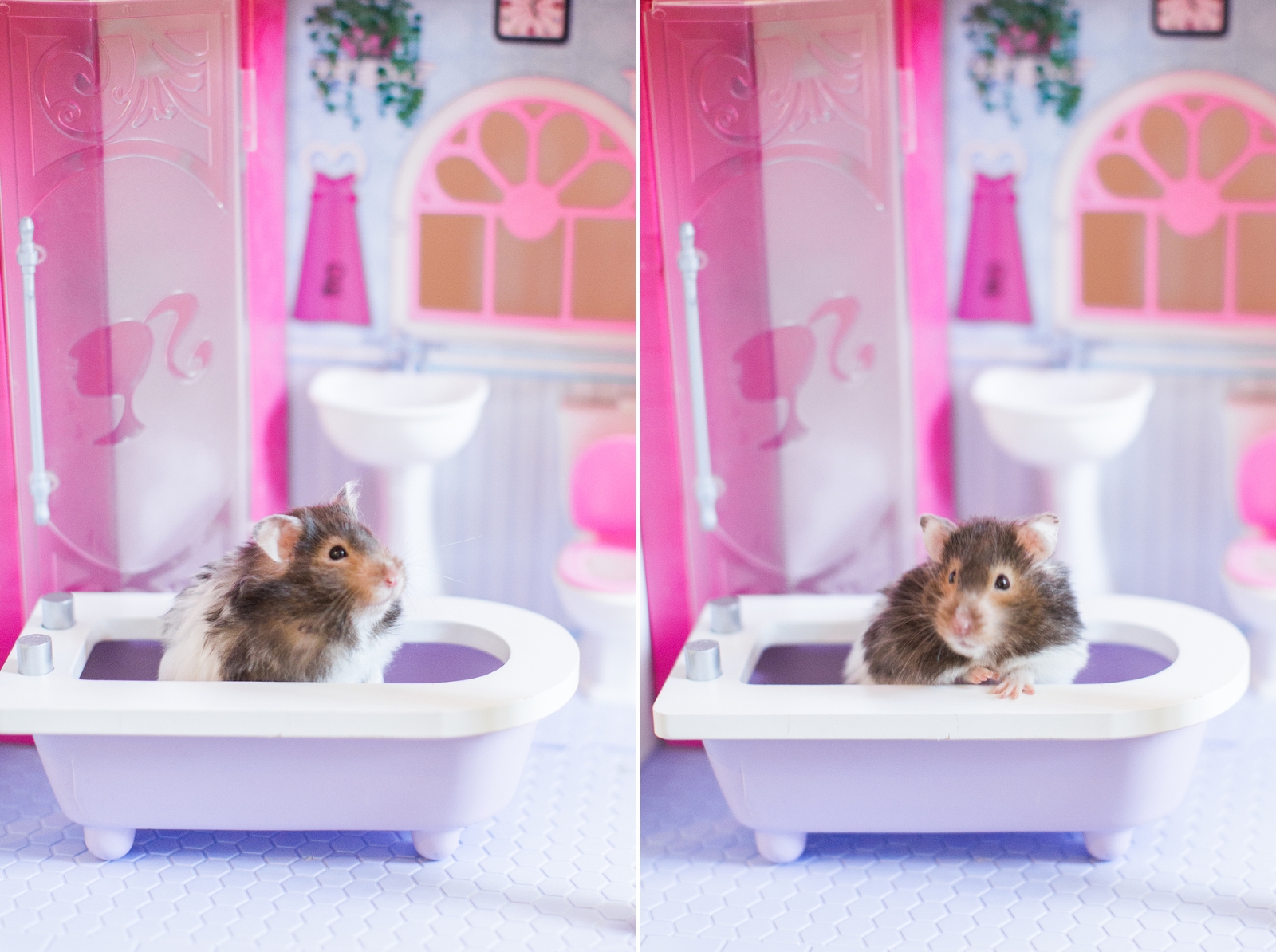Oreo The Hamster » Stacey Elaine Photography