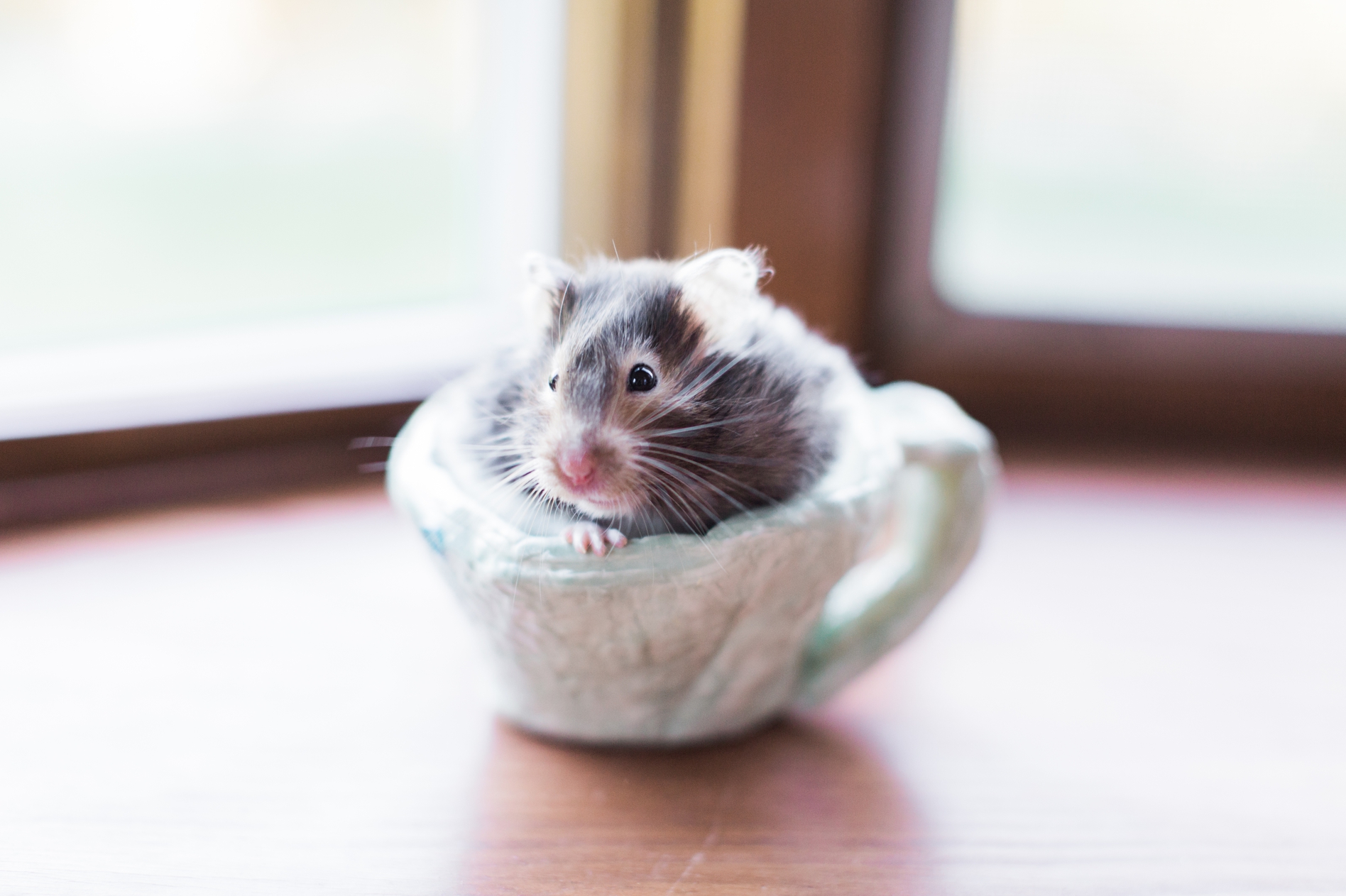 Oreo The Hamster » Stacey Elaine Photography
